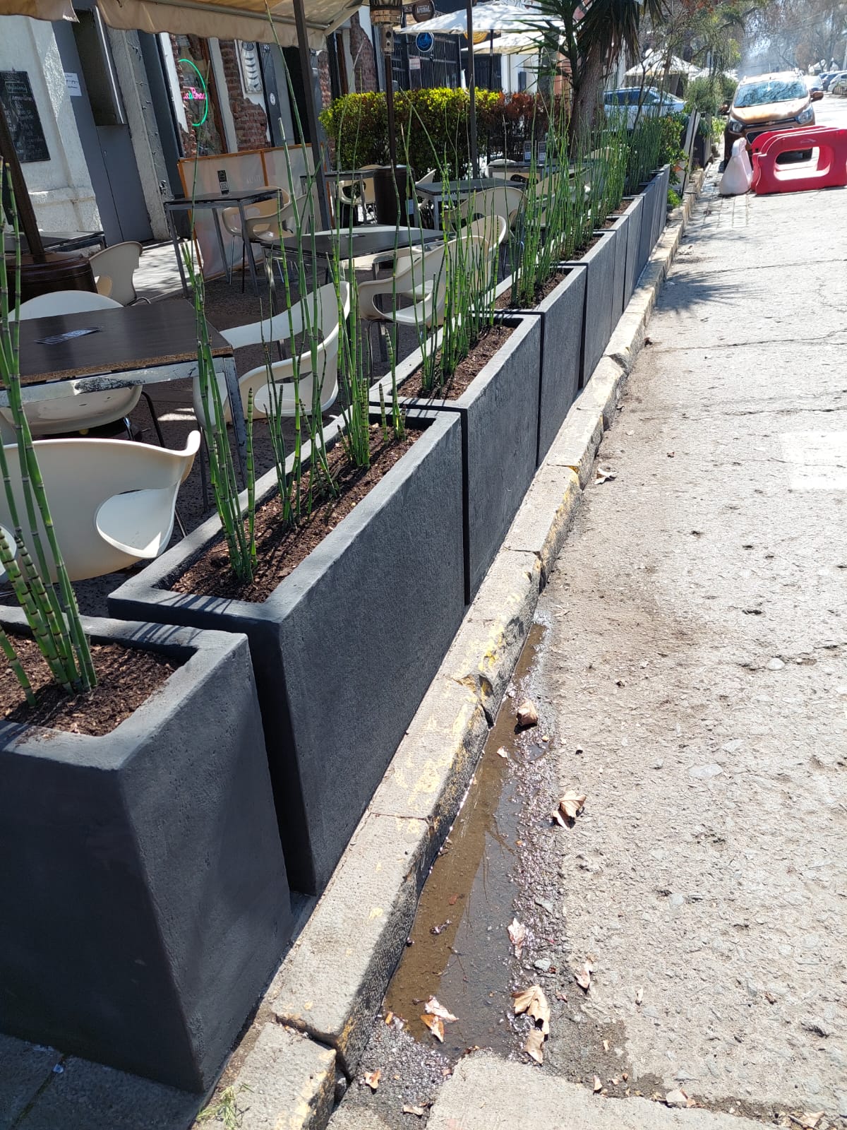 Planta Equisetum en Macetero - Paisajismo La Isla - Jardineras, Arbustos, Plantas