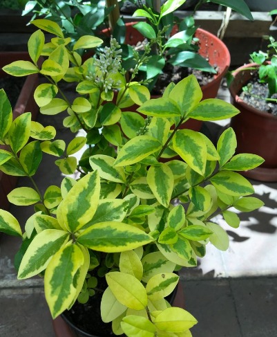 Planta Ligustrina en Macetero - Paisajismo La Isla - Jardineras ...